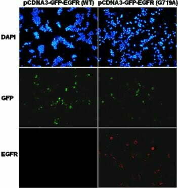 EGFR(G719A) - NewEast Biosciences - GTPase, Oncogene and Bioactive Protein