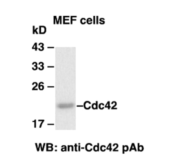 Cdc42 pAb - NewEast Biosciences - GTPase and Oncogene