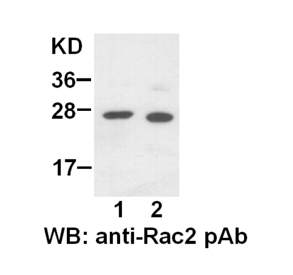 Rac2 pAb - NewEast Biosciences - GTPase, Oncogene and Bioactive Protein