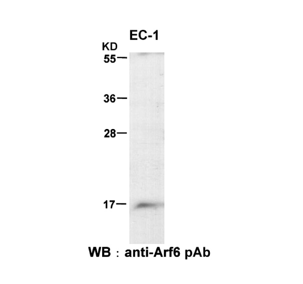 Arf6 pAb - NewEast Biosciences - GTPase and Oncogene