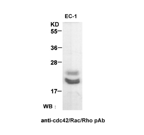 Cdc42+Rac1+RhoA pAb - NewEast Biosciences - GTPase and Oncogene