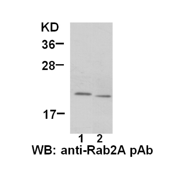 Rab2A pAb - NewEast Biosciences - GTPase and Oncogene