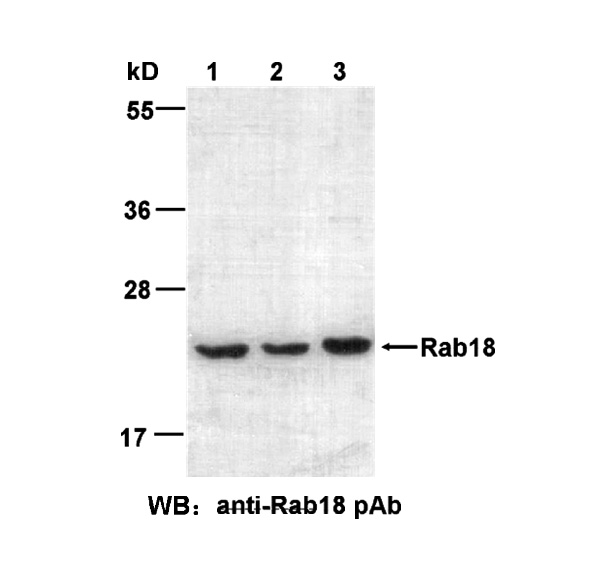 Rab18 pAb - NewEast Biosciences - GTPase, Oncogene and Bioactive Protein