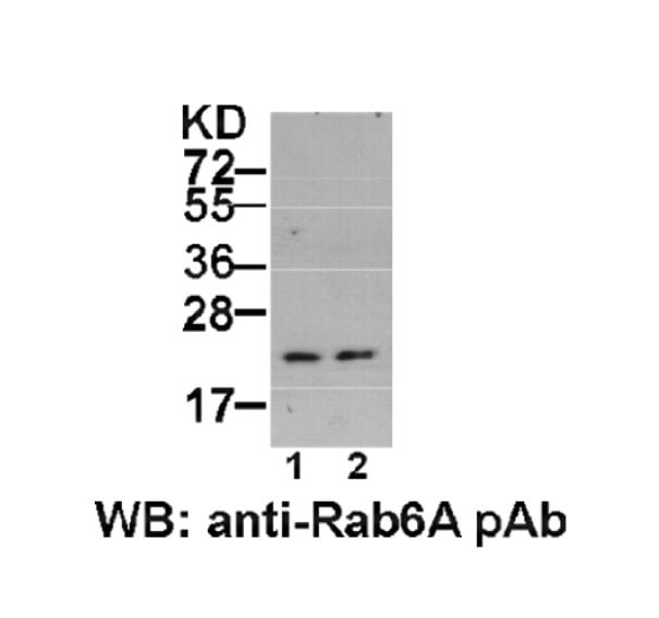 Rab6A pAb - NewEast Biosciences - GTPase, Oncogene and Bioactive Protein