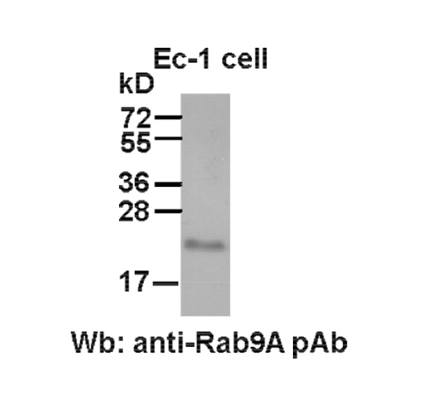 Rab9A pAb - NewEast Biosciences - GTPase, Oncogene and Bioactive Protein