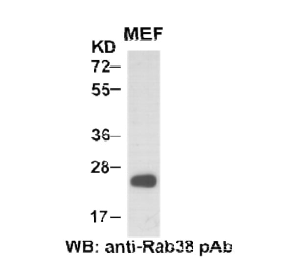 Rab38 pAb - NewEast Biosciences - GTPase and Oncogene