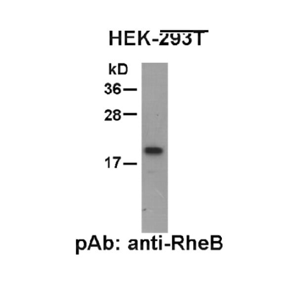 RheB pAb - NewEast Biosciences - GTPase, Oncogene and Bioactive Protein
