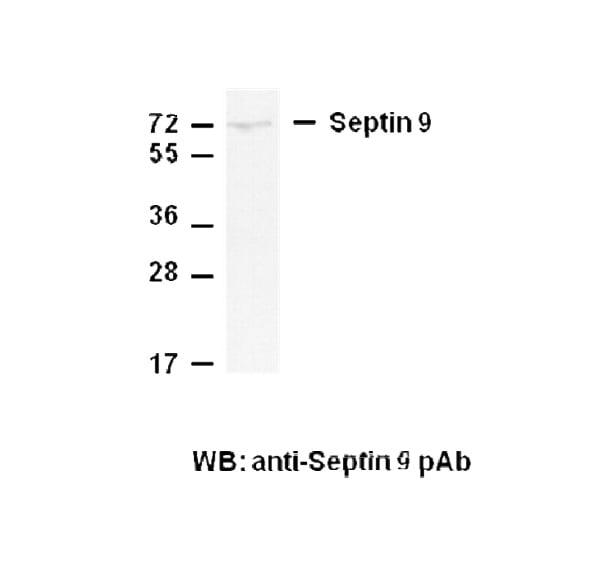 Septin9 pAb - NewEast Biosciences - GTPase and Oncogene
