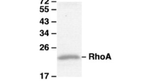 RhoA-GTP - NewEast Biosciences - GTPase and Oncogene