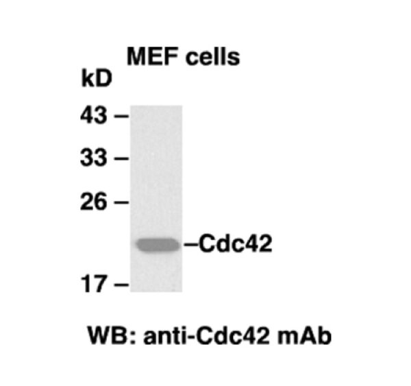 Cdc42 mAb - NewEast Biosciences - GTPase and Oncogene