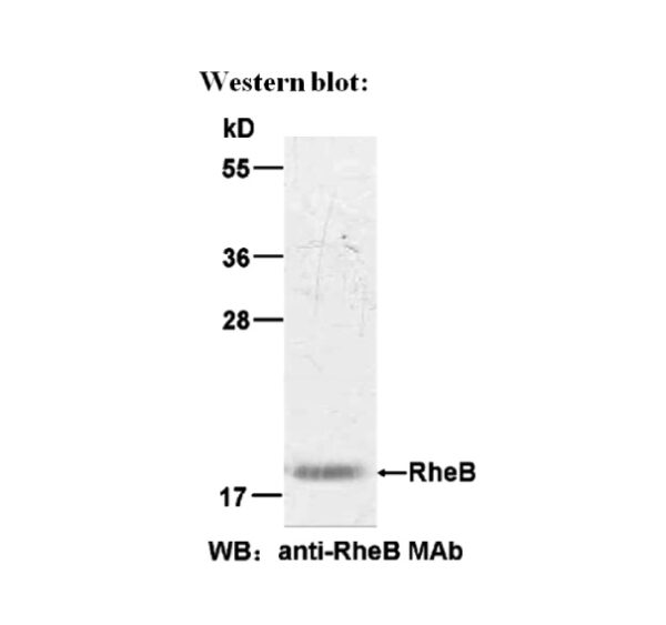 RheB mAb - NewEast Biosciences - GTPase, Oncogene and Bioactive Protein