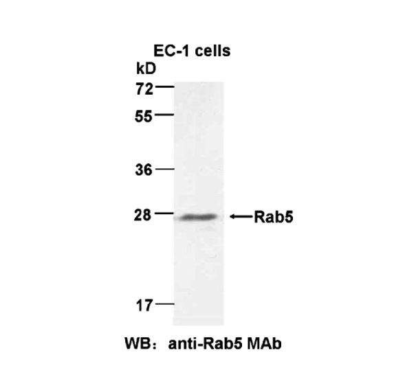 Rab5 mAb - NewEast Biosciences - GTPase, Oncogene and Bioactive Protein
