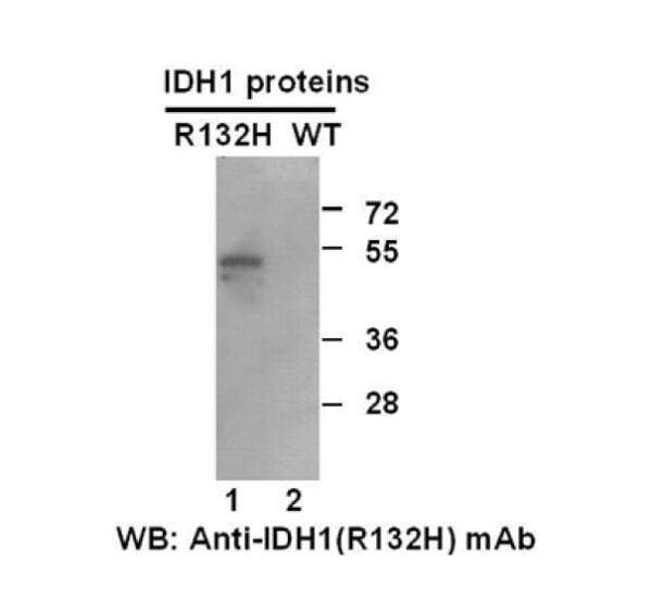 IDH1(R132H) - NewEast Biosciences - GTPase and Oncogene
