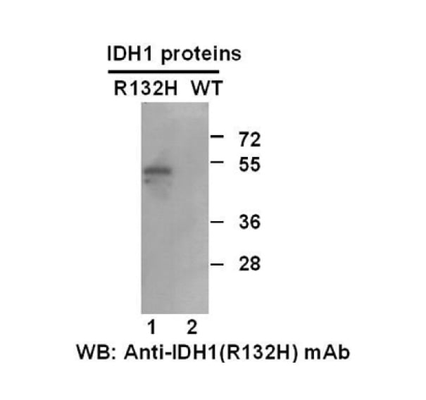 IDH1(R132H) - NewEast Biosciences - GTPase and Oncogene