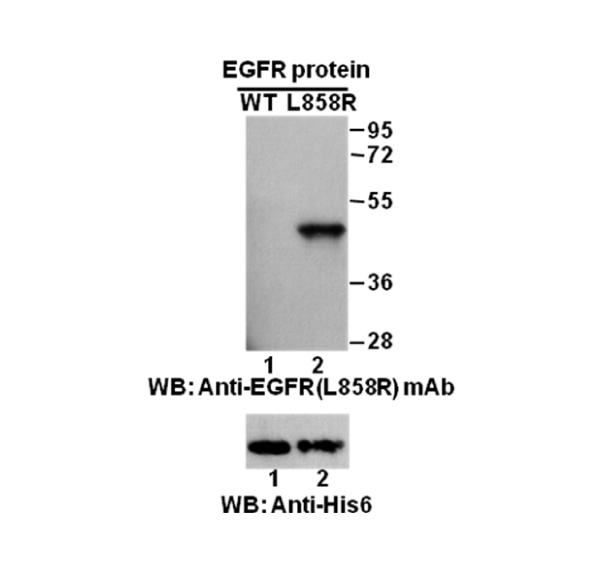 EGFR(L858R) - NewEast Biosciences - GTPase, Oncogene and Bioactive Protein