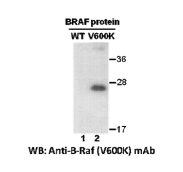 BRAF(V600K) - NewEast Biosciences - GTPase, Oncogene and Bioactive Protein