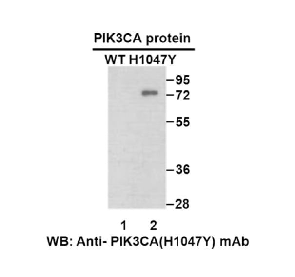 PIK3CA(H1047Y) - NewEast Biosciences - GTPase and Oncogene