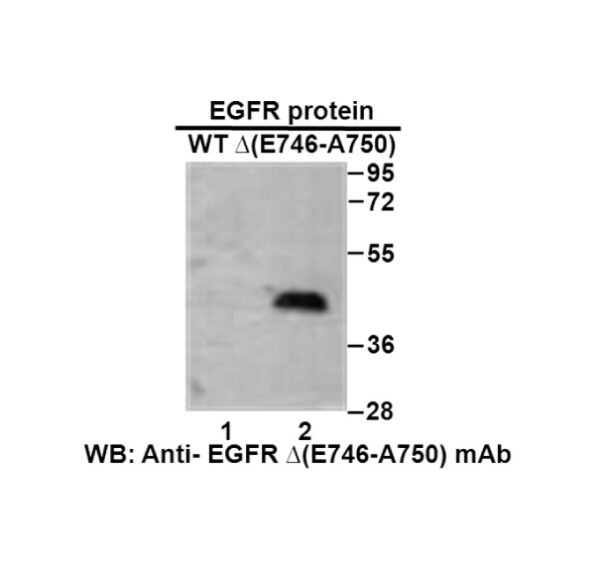 EGFR(E746-A750)del - NewEast Biosciences - GTPase and Oncogene