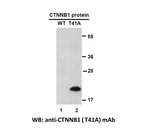 CTNNB1(T41A) - NewEast Biosciences - GTPase and Oncogene