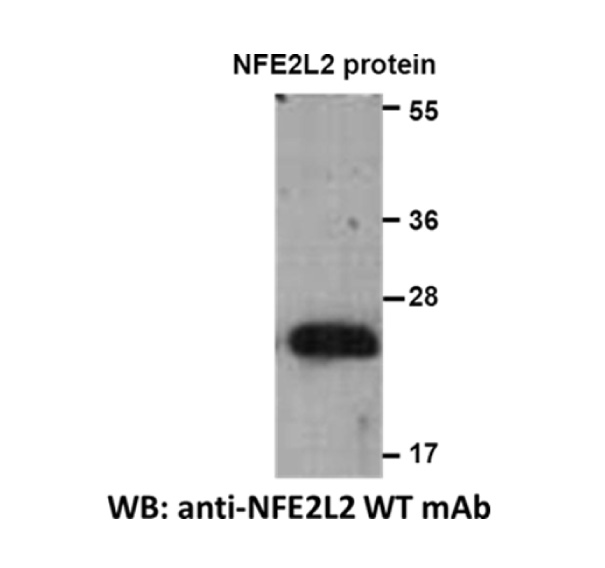 NFE2L2 mAb - NewEast Biosciences - GTPase, Oncogene and Bioactive Protein