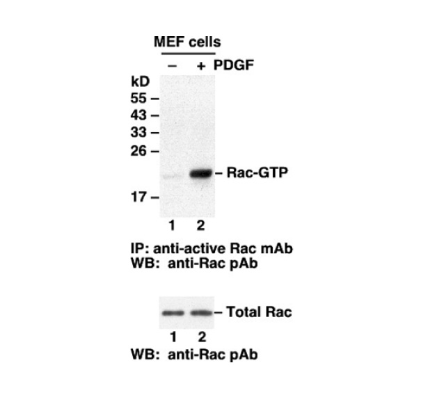 Rac-GTP - NewEast Biosciences - GTPase, Oncogene and Bioactive Protein