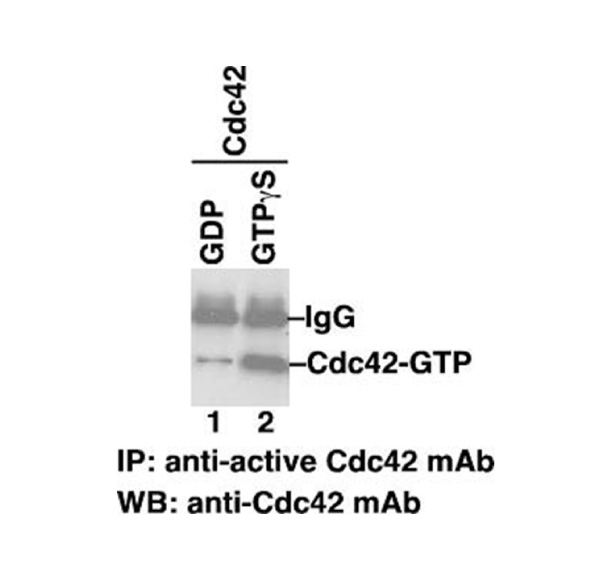 Cdc42-GTP - NewEast Biosciences - GTPase and Oncogene