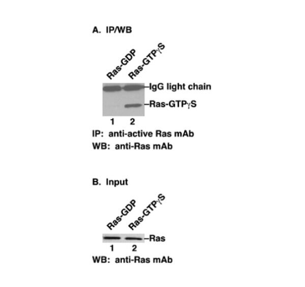 Ras-GTP - NewEast Biosciences - GTPase and Oncogene