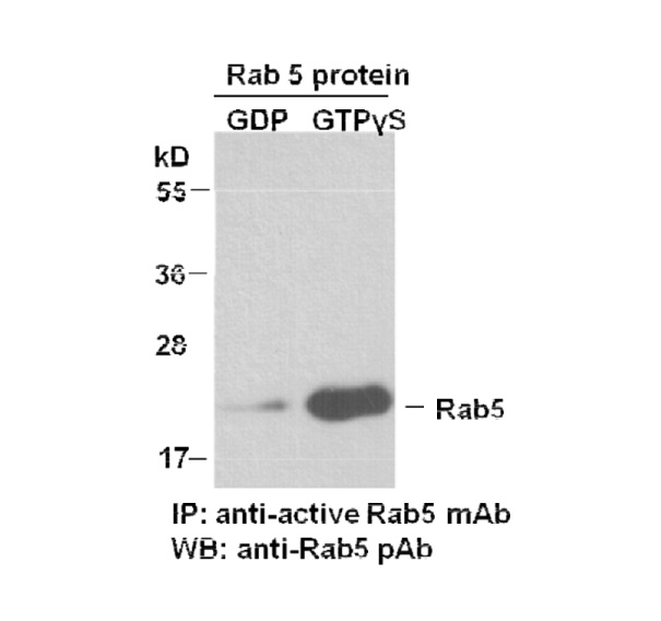 Rab5-GTP - NewEast Biosciences - GTPase and Oncogene