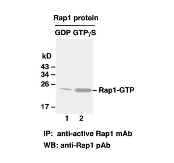 Rap1-GTP - NewEast Biosciences - GTPase, Oncogene and Bioactive Protein