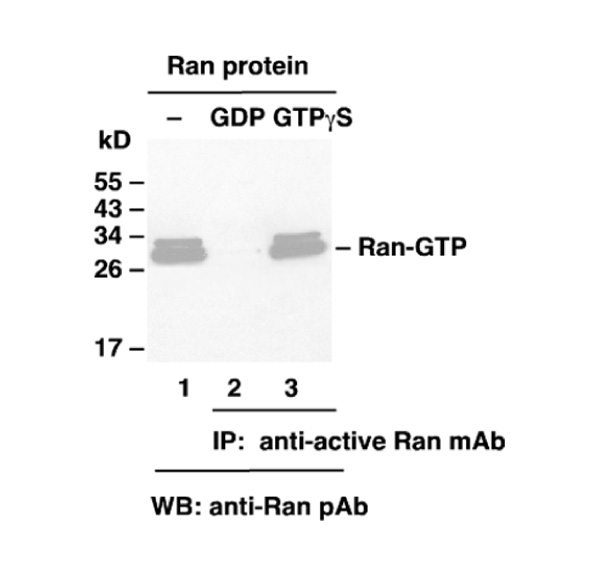 Ran-GTP - NewEast Biosciences - GTPase, Oncogene and Bioactive Protein