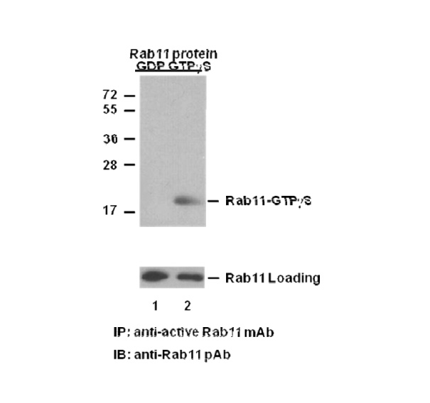 Rab11-GTP - NewEast Biosciences - GTPase, Oncogene and Bioactive Protein