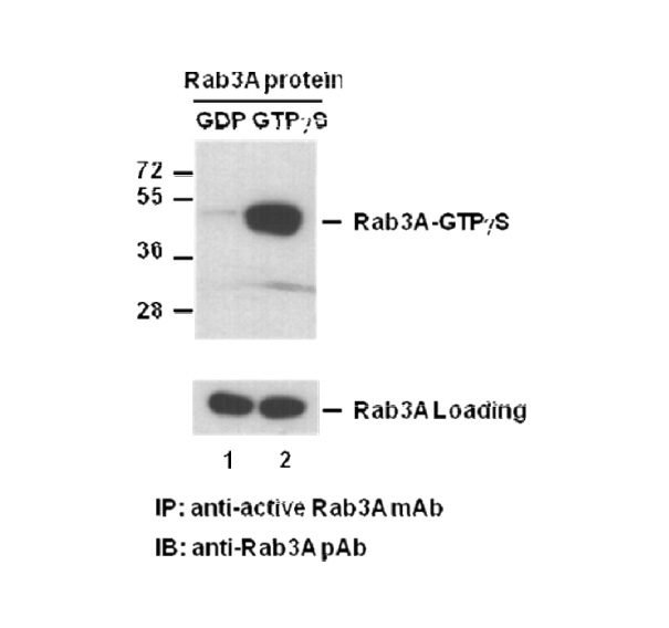 Rab3-GTP - NewEast Biosciences - GTPase and Oncogene