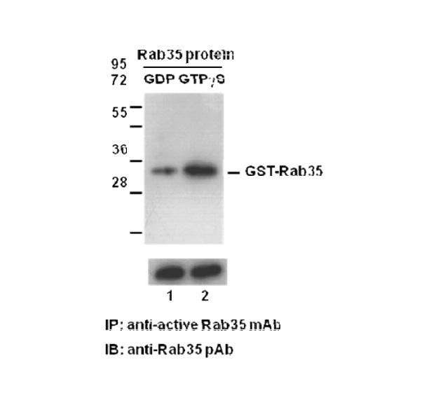 Rab35-GTP - NewEast Biosciences - GTPase, Oncogene and Bioactive Protein