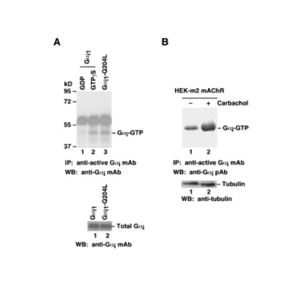 Gαi Pull-Down Activation Assay Kit - NewEast Biosciences - GTPase, Oncogene and Bioactive Protein
