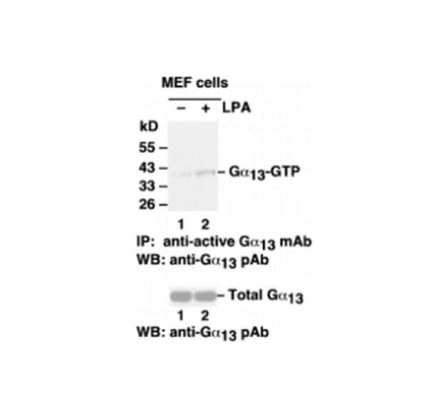 Gα13 Pull-Down Activation Assay Kit - NewEast Biosciences - GTPase and ...