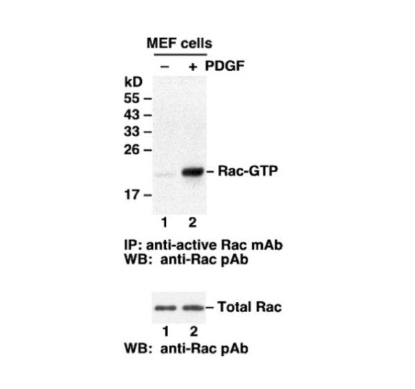 Rac Pull-Down Activation Assay Kit - NewEast Biosciences - GTPase and Oncogene