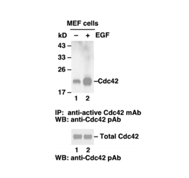 Cdc42 Pull-Down Activation Assay Kit - NewEast Biosciences - GTPase ...
