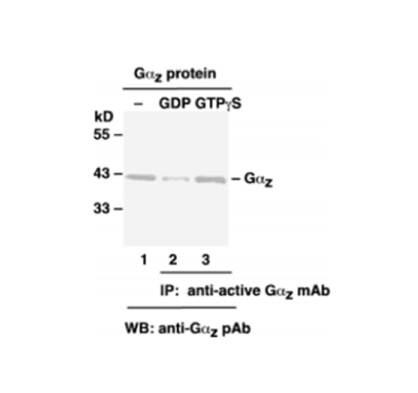 Ras Pull-Down Activation Assay Kit - NewEast Biosciences - GTPase and Oncogene
