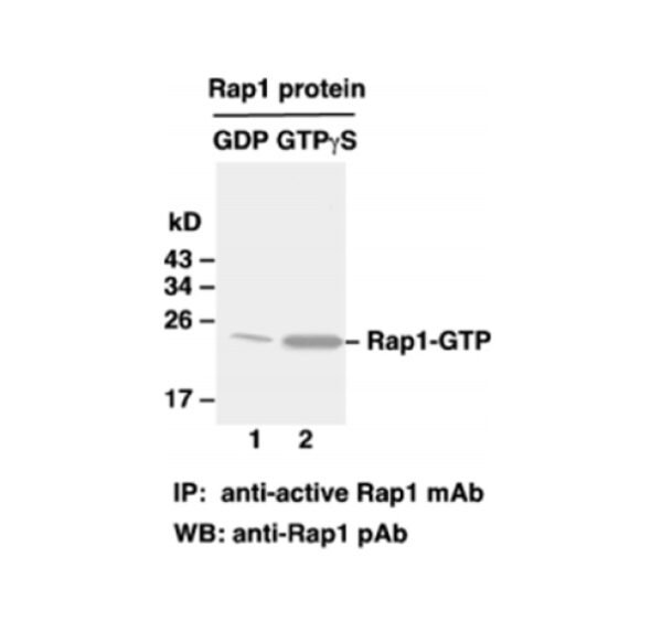 Rap1 Pull-Down Activation Assay Kit - NewEast Biosciences - GTPase ...