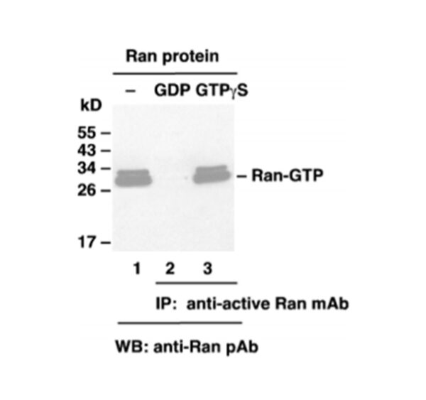 Ran Pull-Down Activation Assay Kit - NewEast Biosciences - GTPase and Oncogene