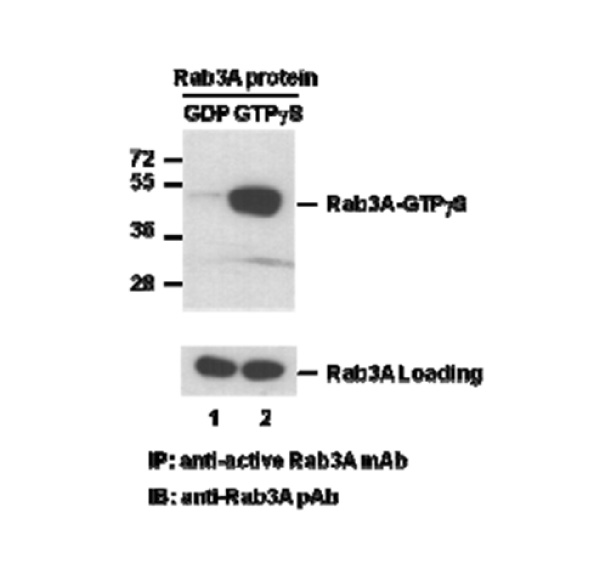 Rab3 Pull-Down Activation Assay Kit - NewEast Biosciences - GTPase ...
