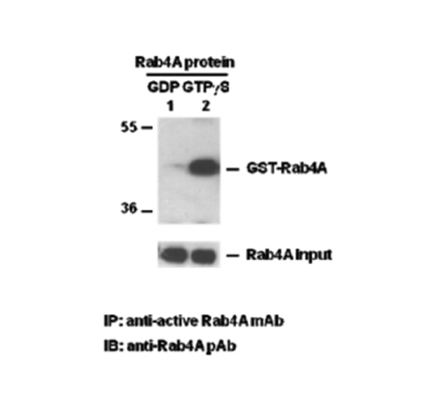 Rab4A Pull-Down Activation Assay Kit - NewEast Biosciences - GTPase and Oncogene