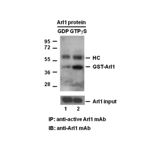 Arl1 Pull-Down Activation Assay Kit - NewEast Biosciences - GTPase and Oncogene