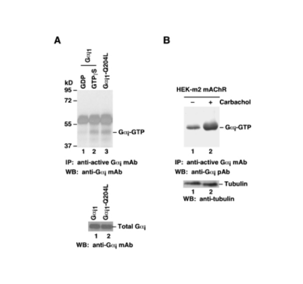 Arl3 Pull-Down Activation Assay Kit - NewEast Biosciences - GTPase, Oncogene and Bioactive Protein