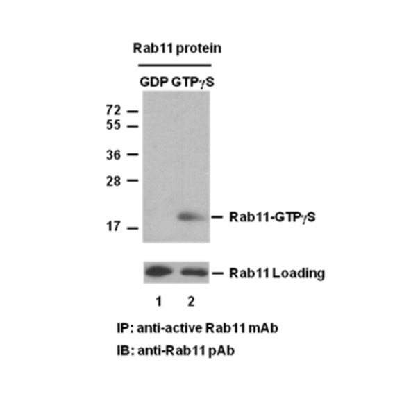Rab11 Pull-Down Activation Assay Kit - NewEast Biosciences - GTPase ...