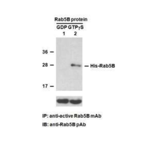 Rab5B Pull-Down Activation Assay Kit - NewEast Biosciences - GTPase and ...
