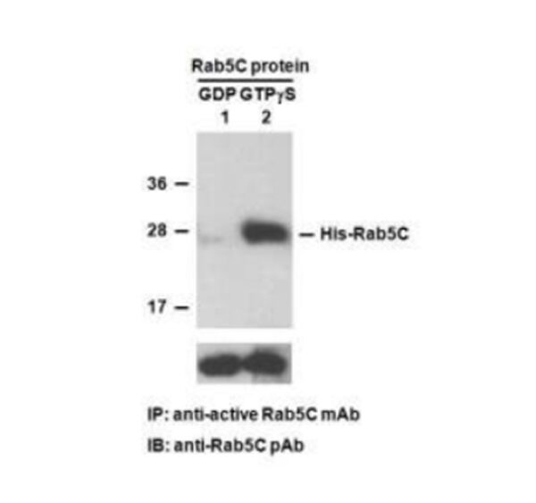 Rab5C Pull-Down Activation Assay Kit - NewEast Biosciences - GTPase and Oncogene