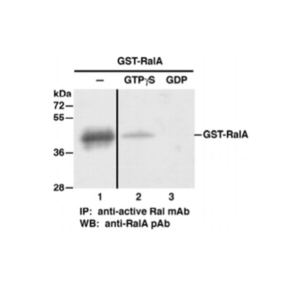 RalA Pull-Down Activation Assay Kit - NewEast Biosciences - GTPase and Oncogene