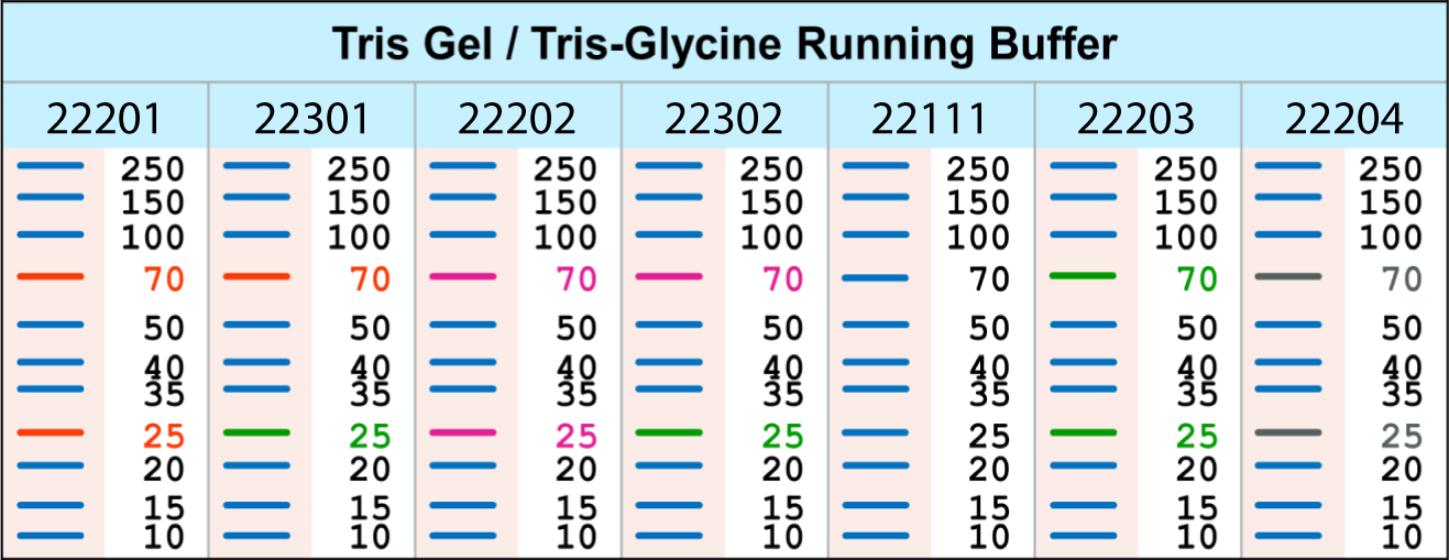 Dual Color Prestained Protein Marker 500 - NewEast Biosciences - GTPase ...