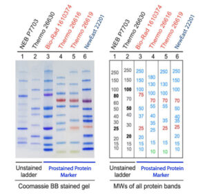 Dual Color Prestained Protein Marker 500 - NewEast Biosciences - GTPase ...